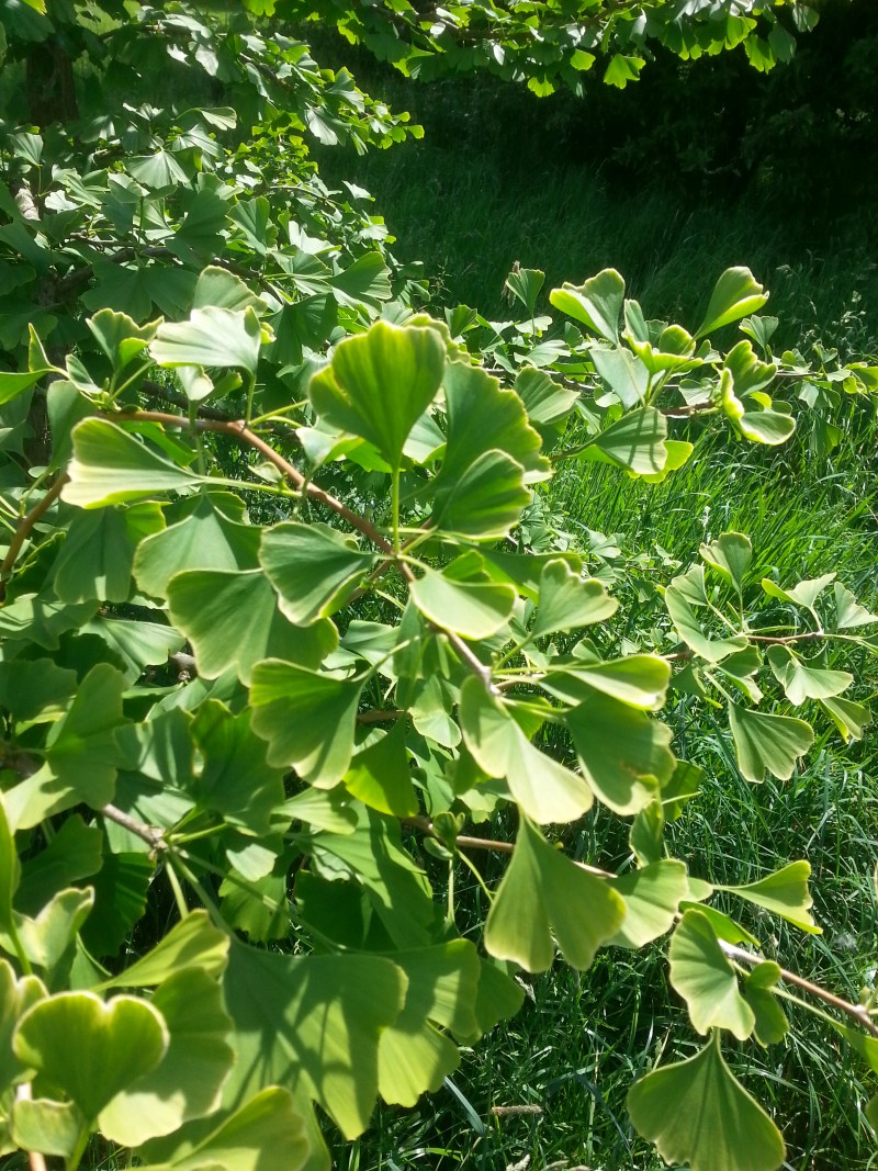 The Maidenhair Trees of Priory Park, Warwick - Our Warwickshire