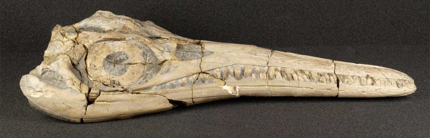 Warwickshire's Sea-dragon: an Ichthyosaur Skull From Binton - Our ...
