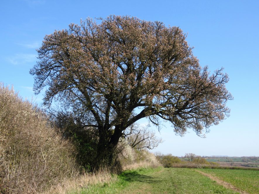 Cubbington 'Tree of the Year' 2015 - Our Warwickshire