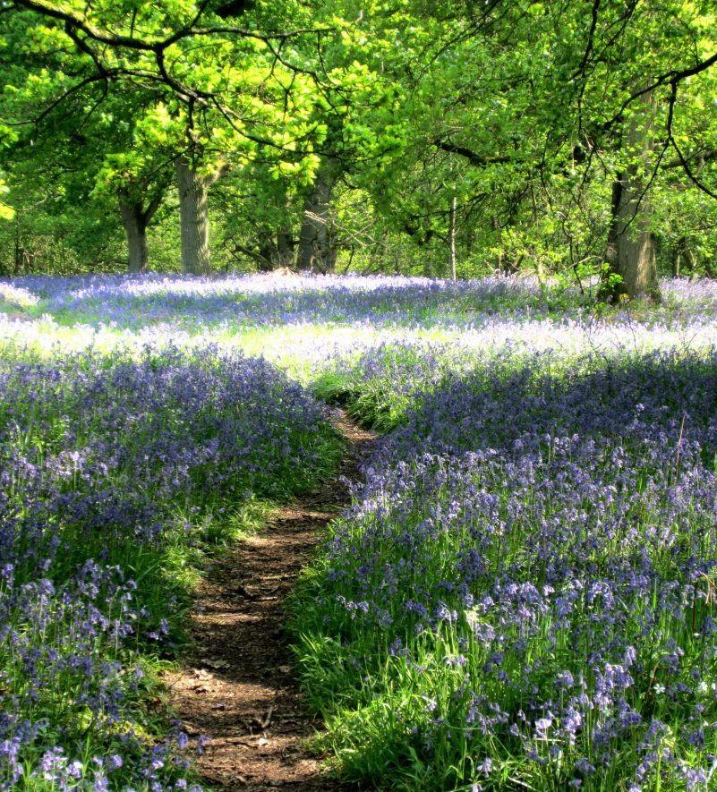 Springtime at Ryton Pools Country Park - Our Warwickshire