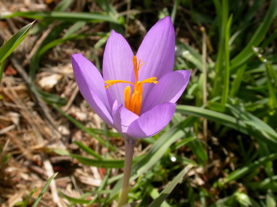 The Autumn Crocus in Warwick - Our Warwickshire